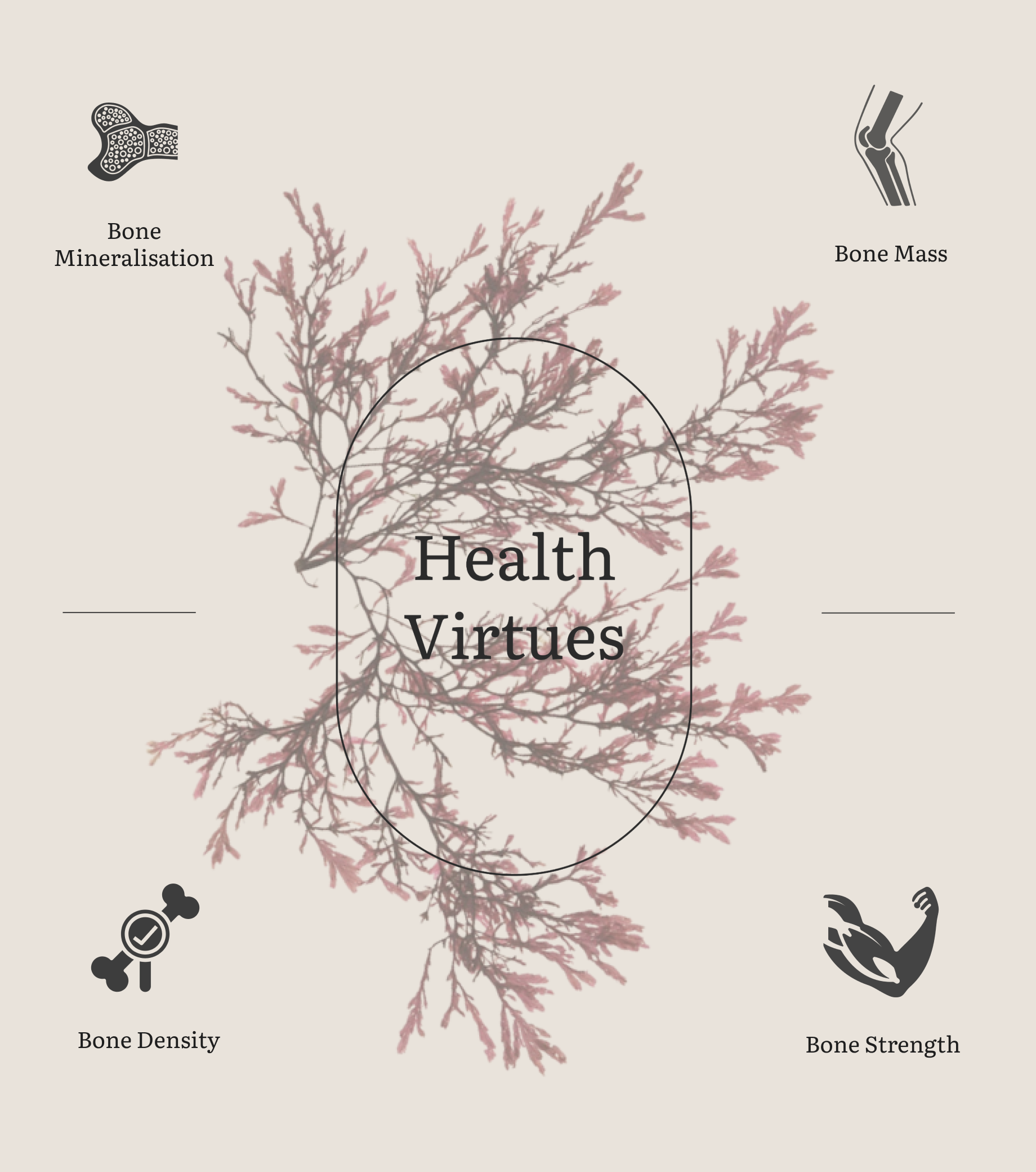 Calcium + D3 + K2 Healthy Bones – Earthful